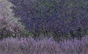 Forests – Private Collections | Martha Fieber