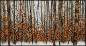 December Beech | Martha Fieber
