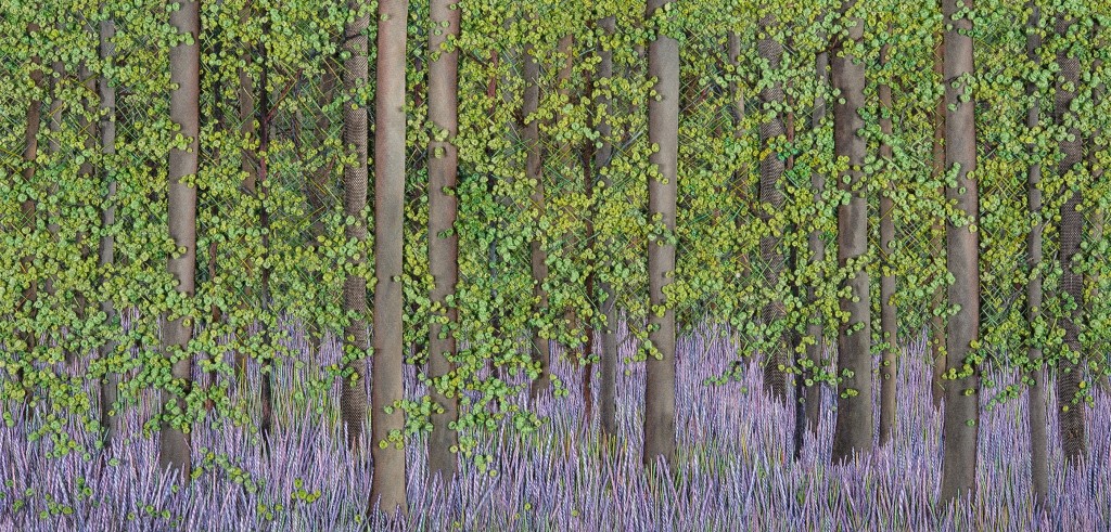 Forests – Private Collections | Martha Fieber