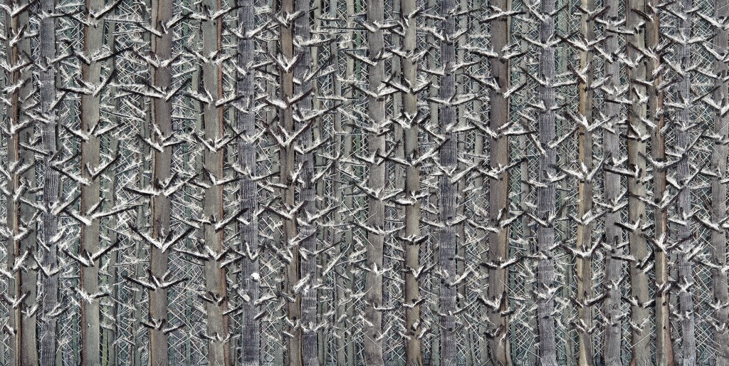 Forests – Private Collections | Martha Fieber